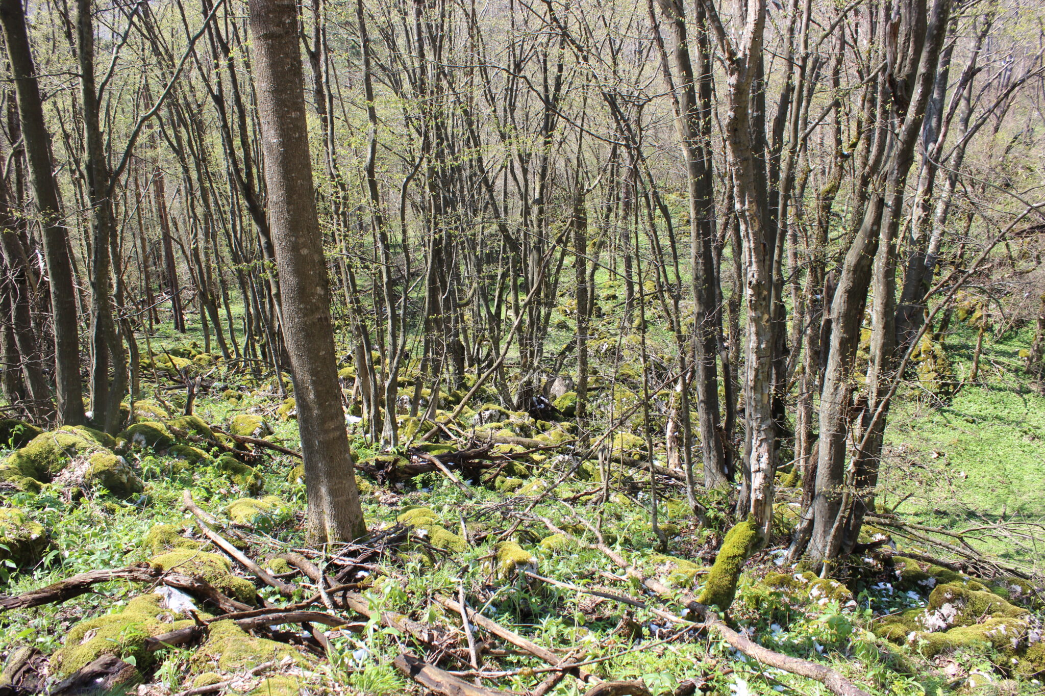 Community-Based Forest Management - Africa Biodiversity Collaborative ...